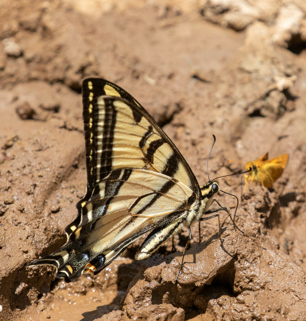 Western Tiger Swallowtail from Mount Diablo, Curry Canyon, Contra Costa ...