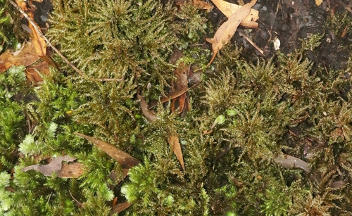 Hypnodendron spininervium · iNaturalist