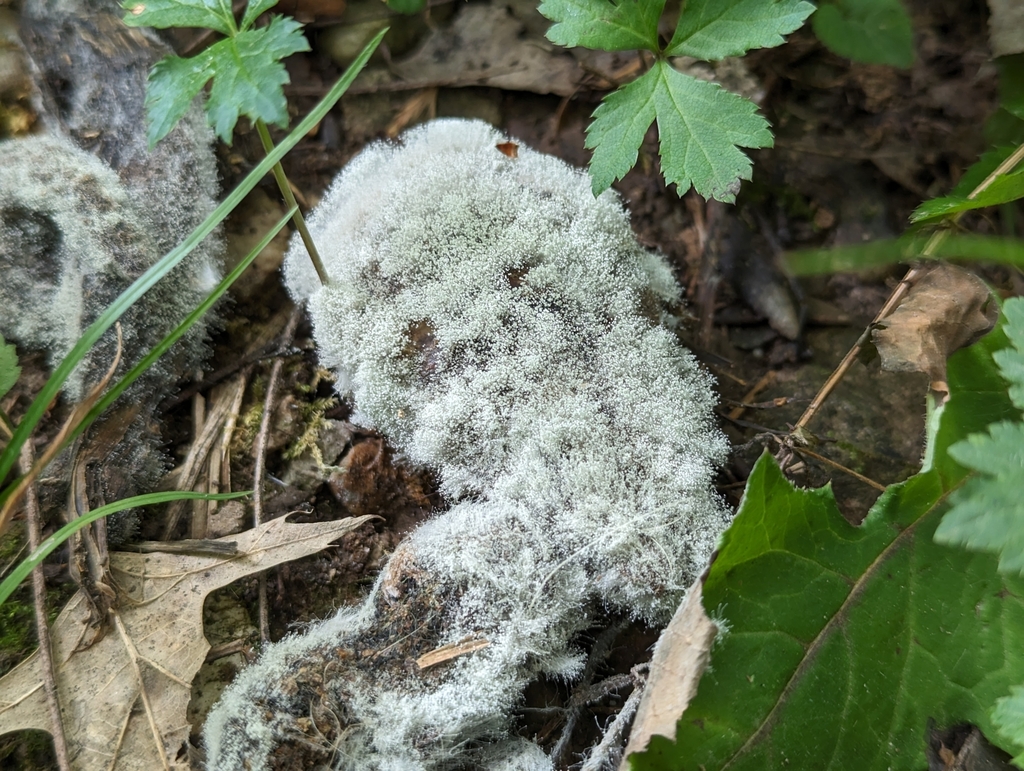 common pinmould from Southeast Warren, Indianapolis, IN, USA on June 16 ...