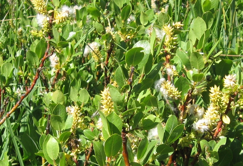 Arizona Willow (Salix arizonica) - Botanical Realm