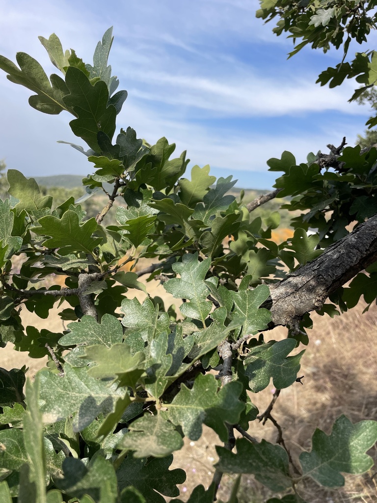 Shin Oak from Angeles National Forest, Santa Clarita, CA, US on June 15 ...