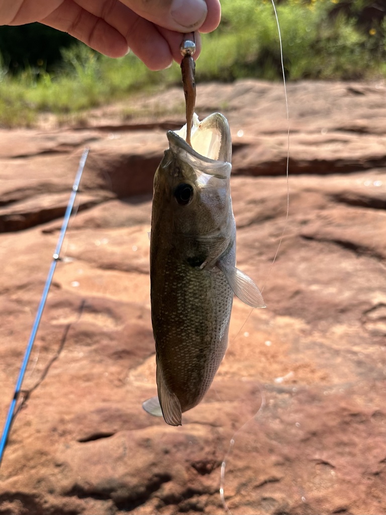Spotted Bass from Stanley Draper Lake, Oklahoma City, OK, US on June 16 ...