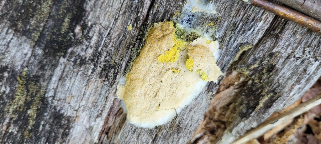 Physaraceae from Garrett County, MD, USA on June 10, 2023 at 10:32 AM ...