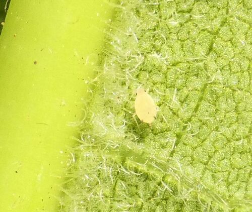 Aphis catalpae · NaturaLista Colombia