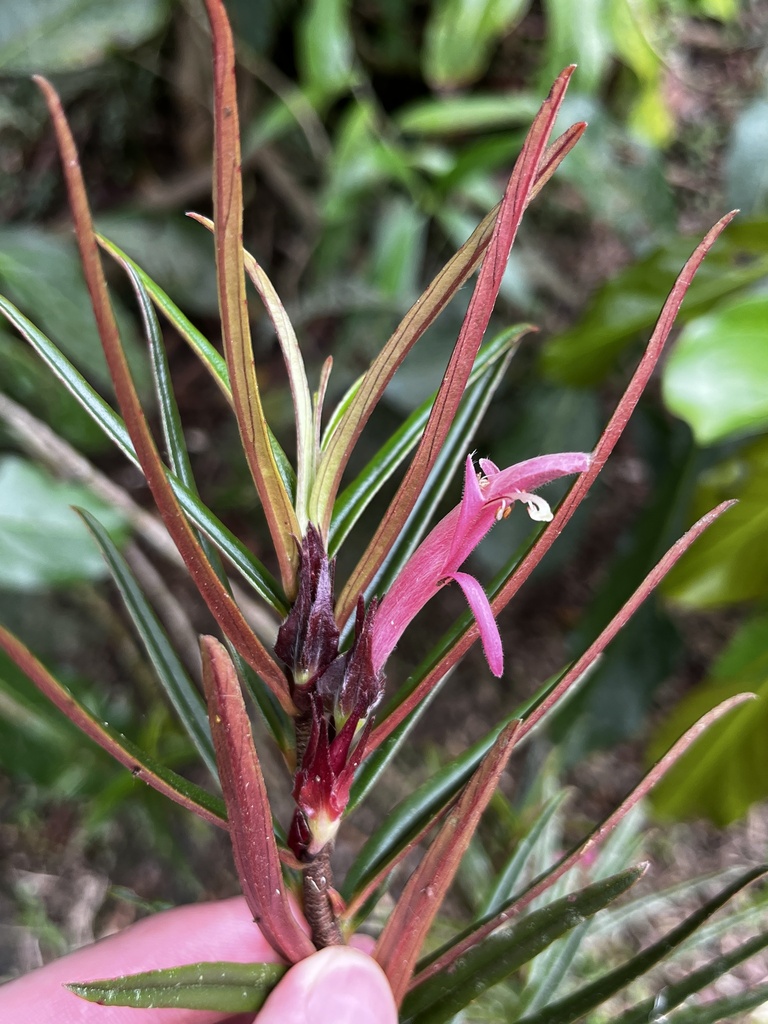 Columnea linearis from Sendero Universal, Sarapiqui, Heredia, CR on ...