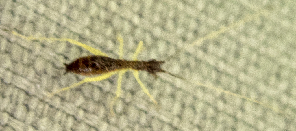 Two-spotted Tree Cricket from Shepard Settlement, Onondaga County, NY ...