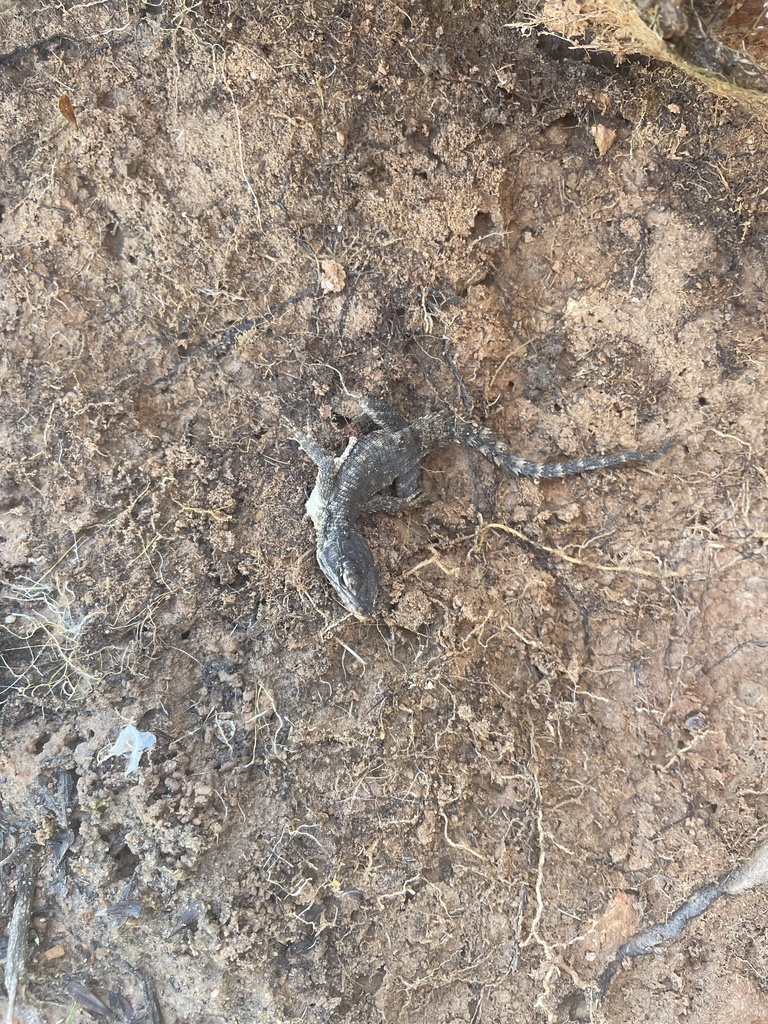 Karoo Girdled Lizard from Cederberg Rural, Citrusdal, WC, ZA on June 16 ...