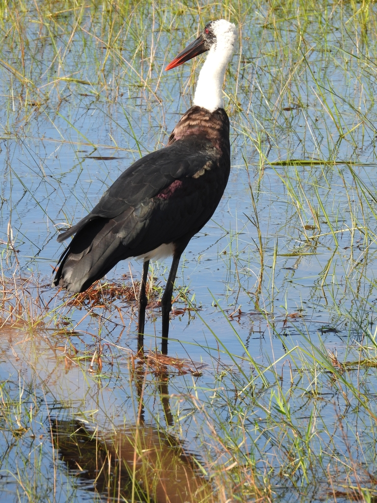 African Woolly-necked Stork from Greater St Lucia Wetland Nature ...