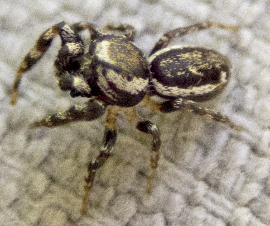 White-cheeked Jumping Spiders from Shepard Settlement, Onondaga County ...