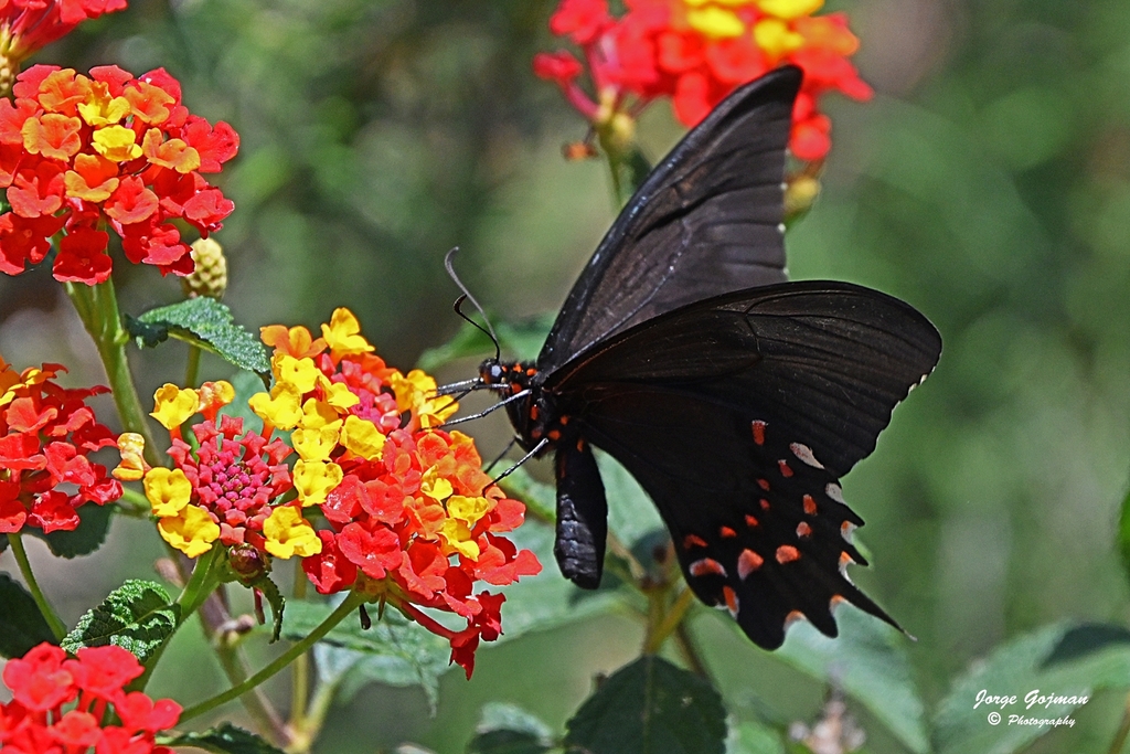 pink-spotted swallowtail from Vía Orgánica on June 9, 2023 at 01:32 PM ...