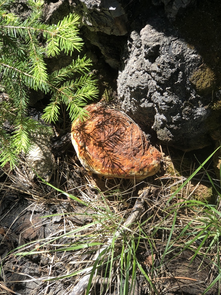 Red Belt Conk from Apache County, US-AZ, US on June 14, 2023 at 09:51 ...