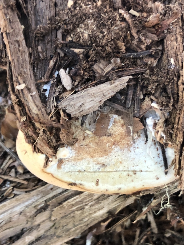 Red Belt Conk from Apache County, US-AZ, US on June 13, 2023 at 10:58 ...