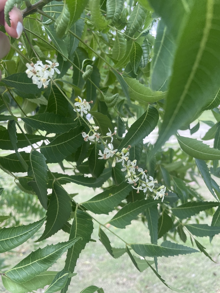 Neem from Panama City, Panamá, PA on June 16, 2023 at 01:51 PM by ...