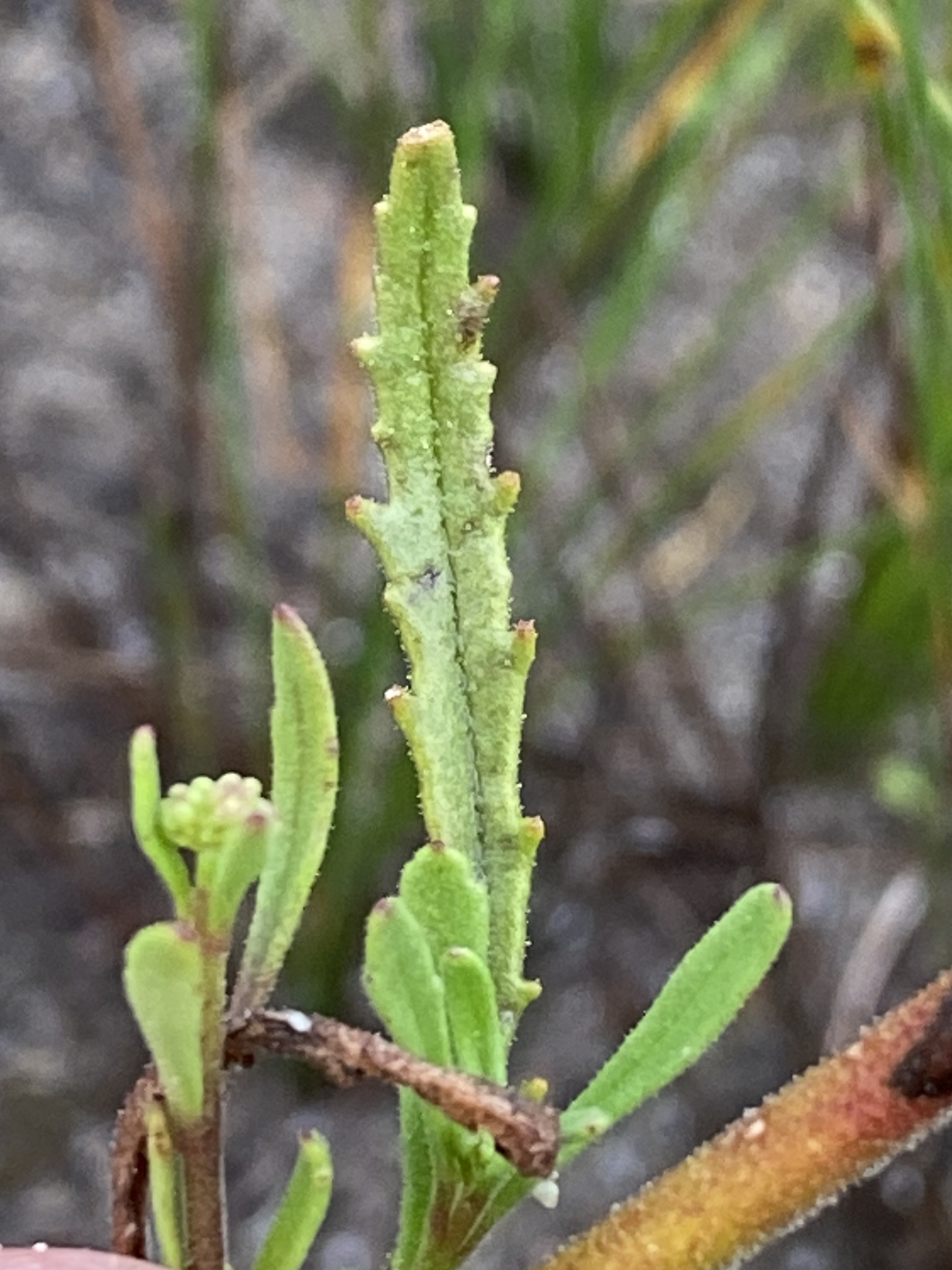 Manulea caledonica Hilliard