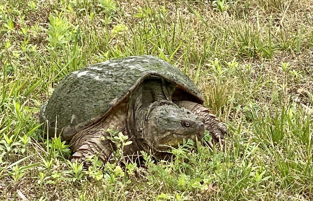 Common Snapping Turtle from Mohawk Hudson Bikeway, Niskayuna, NY, US on ...
