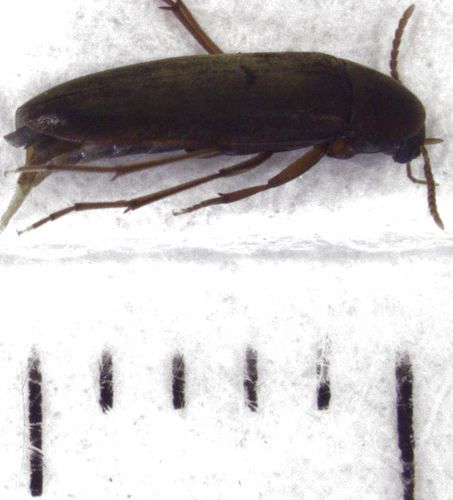 Genus Axylita · iNaturalist