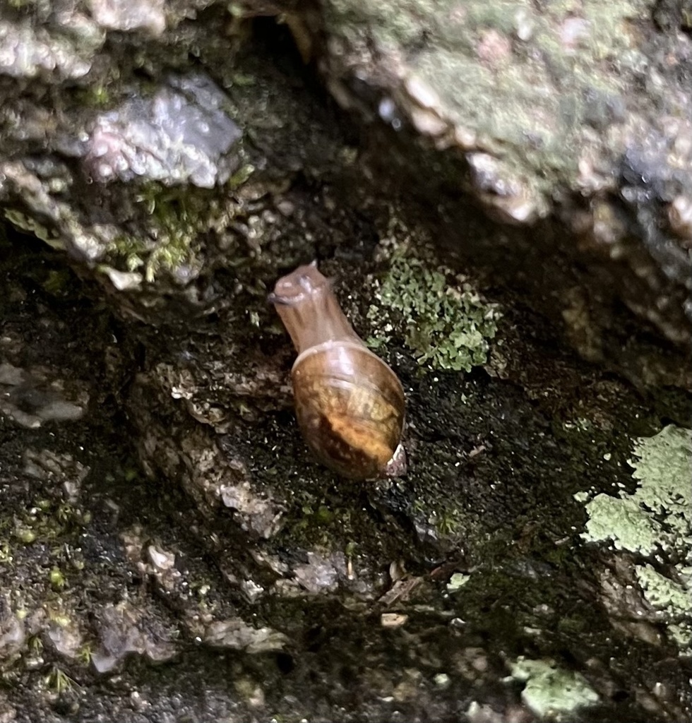 Amber Snails from Parc national de la Jacques - Cartier, Stoneham-et ...