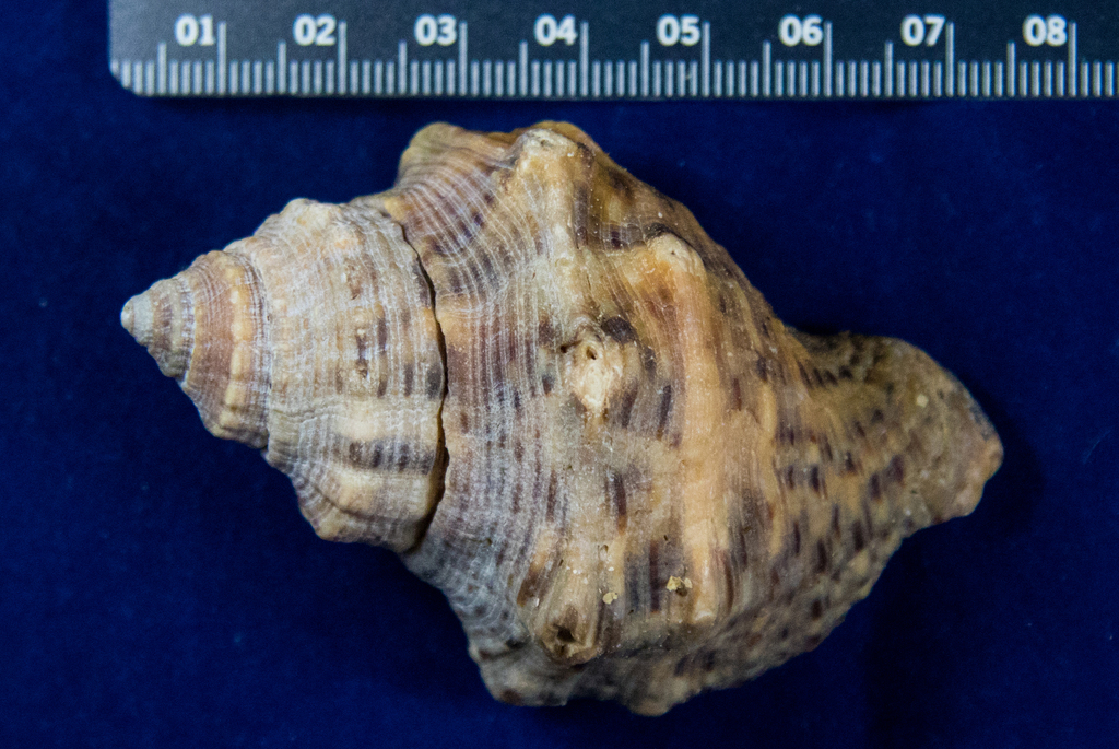 Hays' Rocksnail (North carolina marine molluscs) · iNaturalist