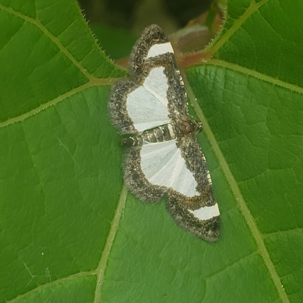 Common Spring Moth from Erie, PA 16507, USA on June 16, 2023 at 03:43 ...