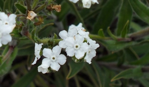 Cynoglossum borbonicum · iNaturalist Mexico