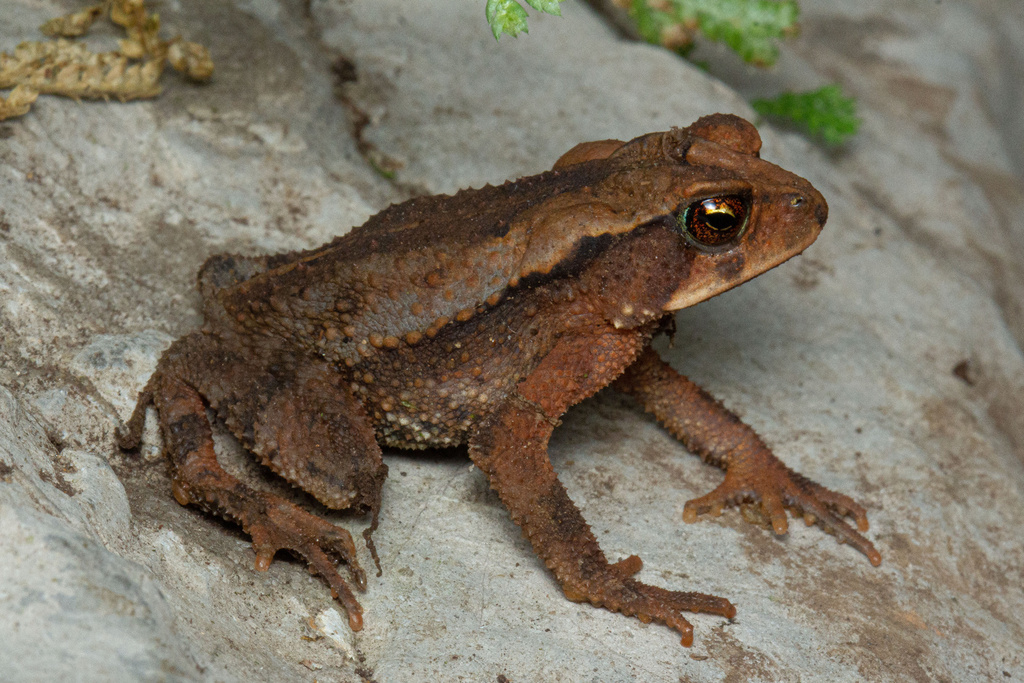 Large-crested Toad from Alpatláhuac, VER, MX on June 12, 2023 at 03:28 ...