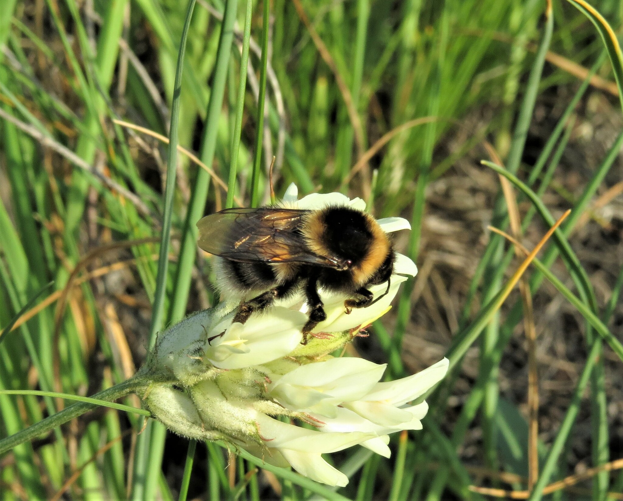 Bombus subterraneus (Linnaeus, 1758)