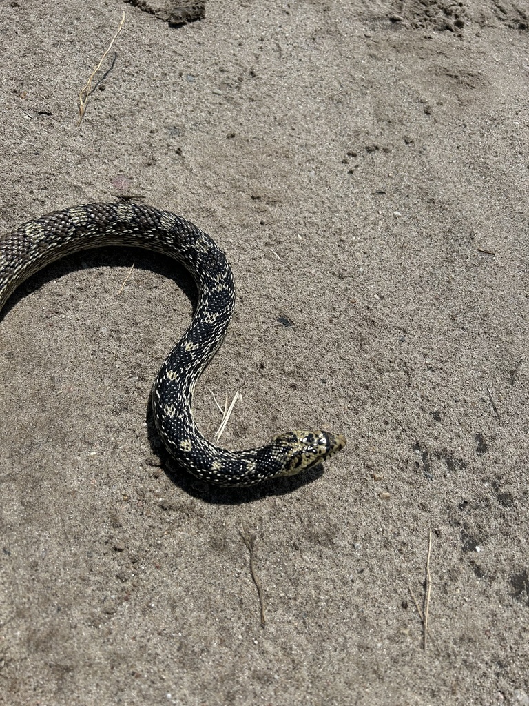 Bullsnake from River Rd, Marsland, NE, US on June 16, 2023 at 02:35 PM ...