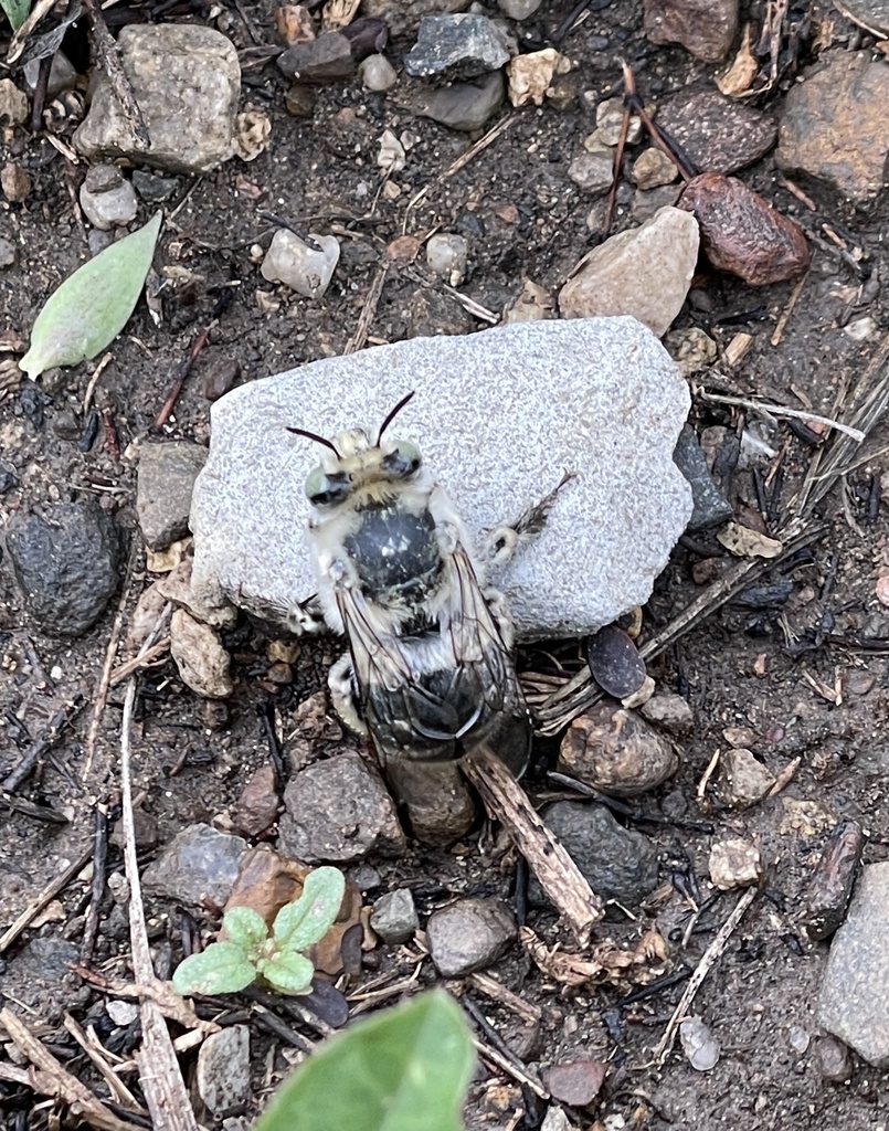 Common Digger Bees in June 2023 by christian_nunes · iNaturalist