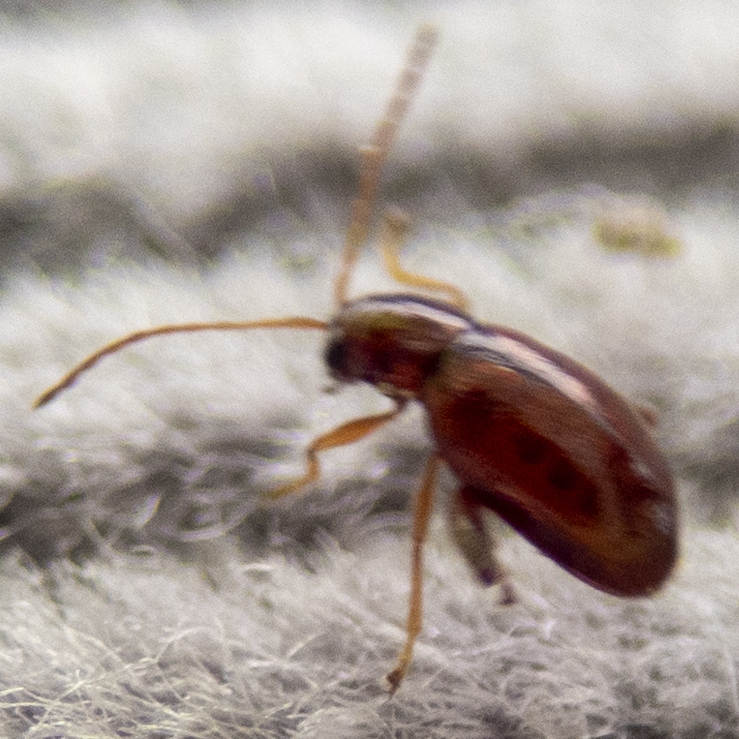 Leaf Beetles from Shepard Settlement, Onondaga County, NY, USA on June ...