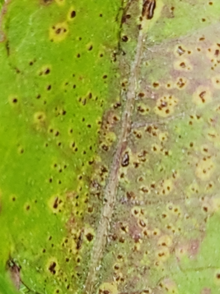 Fungi Including Lichens from Greensburg, PA 15601, USA on June 16, 2023 ...