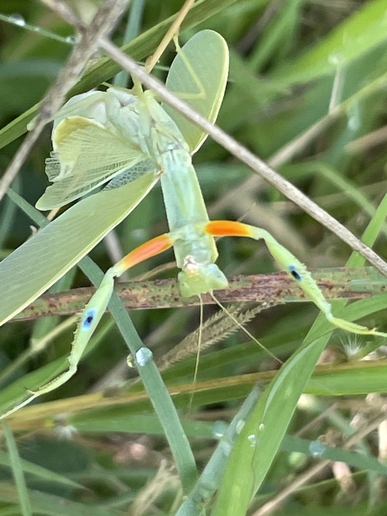 Australian Garden Mantis from Gracemere QLD 4702, Australia on January ...