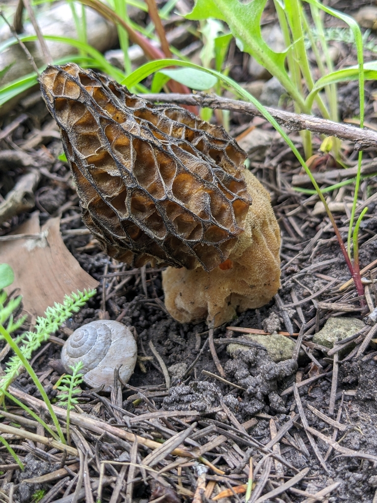 Morchella snyderi from Jardine Juniper Trail Head on June 16, 2023 at ...