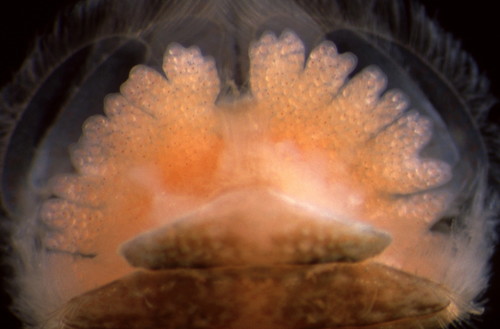 (Lernaeodiscus porcellanae)