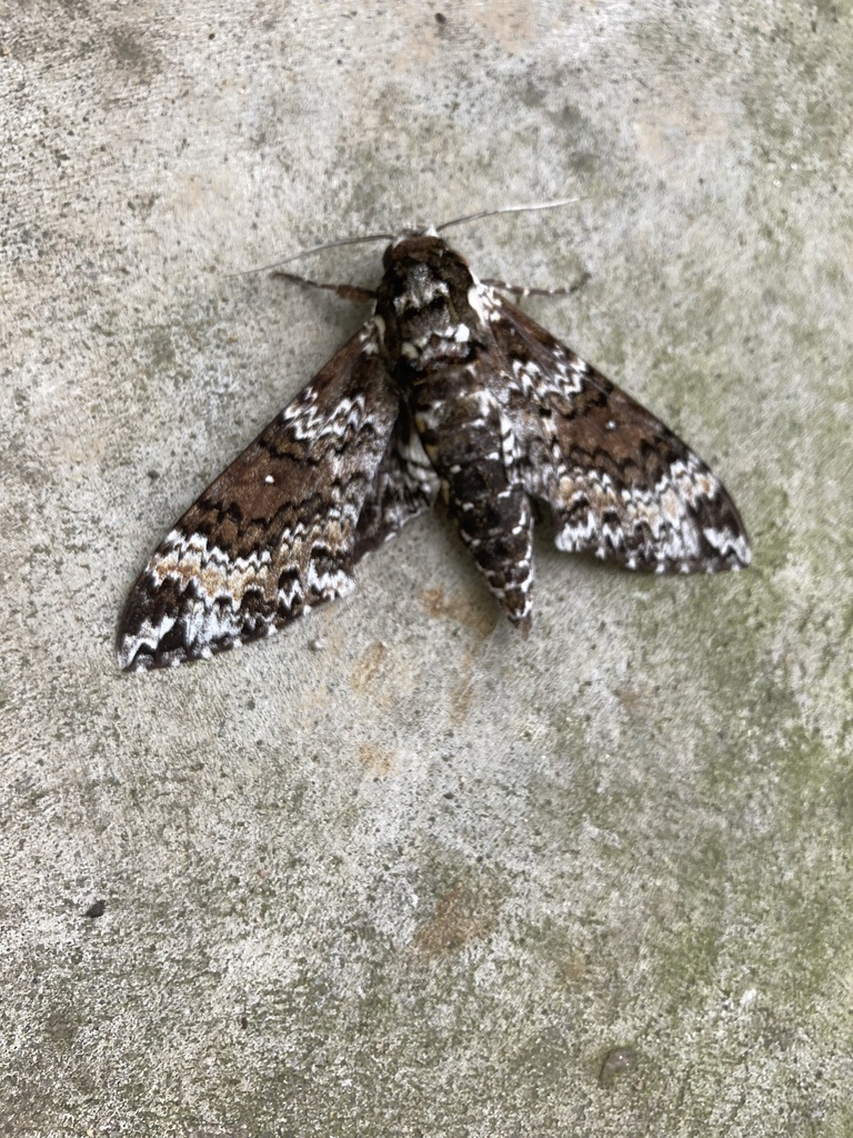 Rustic Sphinx from Cody Bluffs Rd, Babson Park, FL, US on June 16, 2023 ...