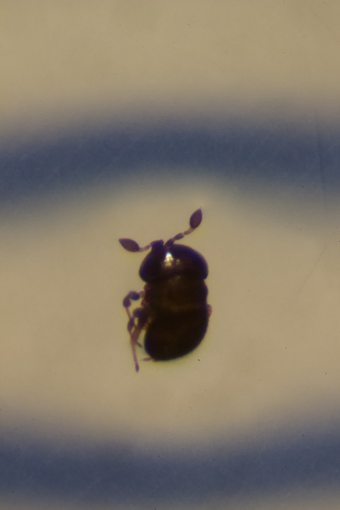 Baeus from Surrey, BC, Canada on January 11, 2023 by rosaceae_roberts ...