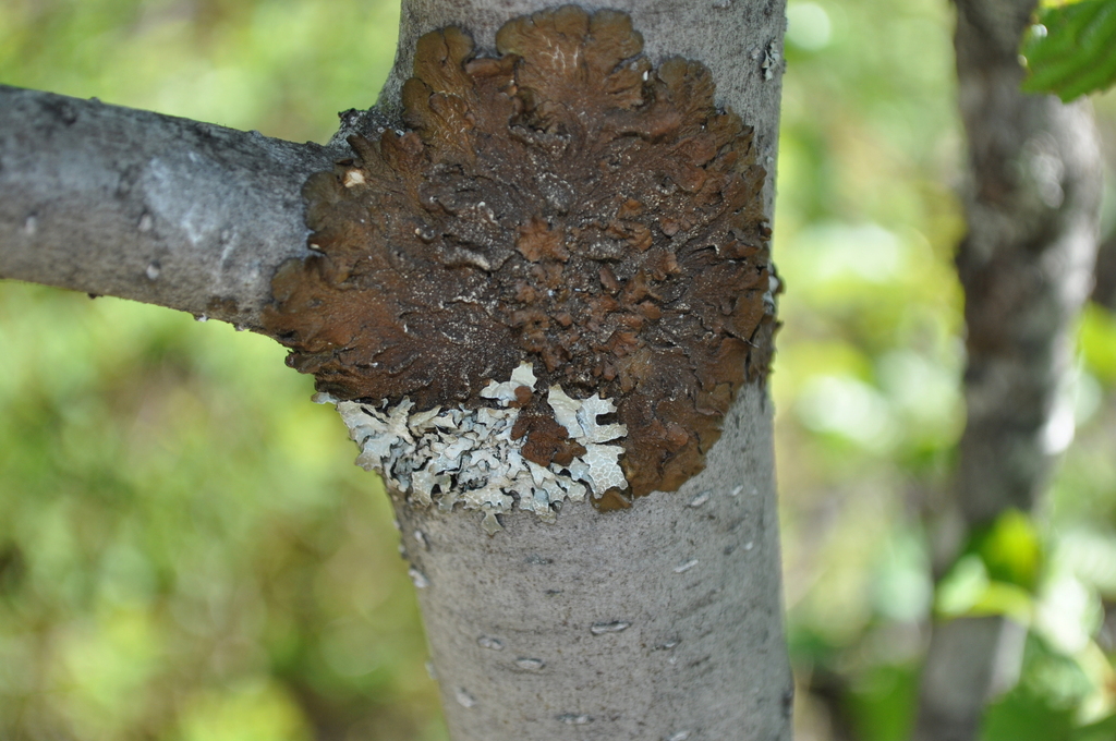 alders from Thompson-Nicola, BC, Canada on June 03, 2023 at 10:16 AM by ...