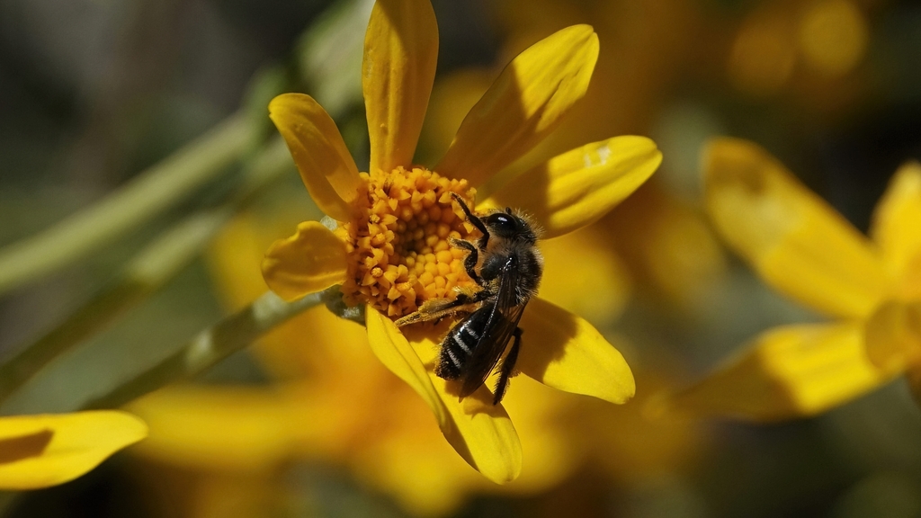 Lasioglossum from NALT Pollinator Day Nanaimo, BC, Canada on June 11, 2023 at 12:43 PM by lyndas ...