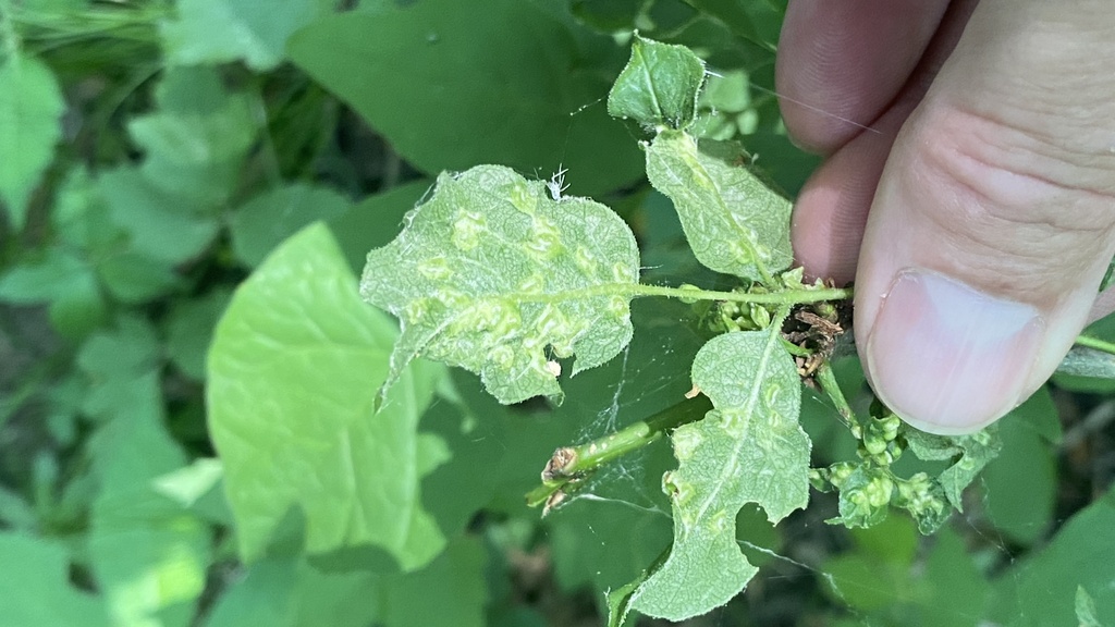 Gall and Rust Mites from Portage, WI, US on June 16, 2023 at 02:50 PM ...