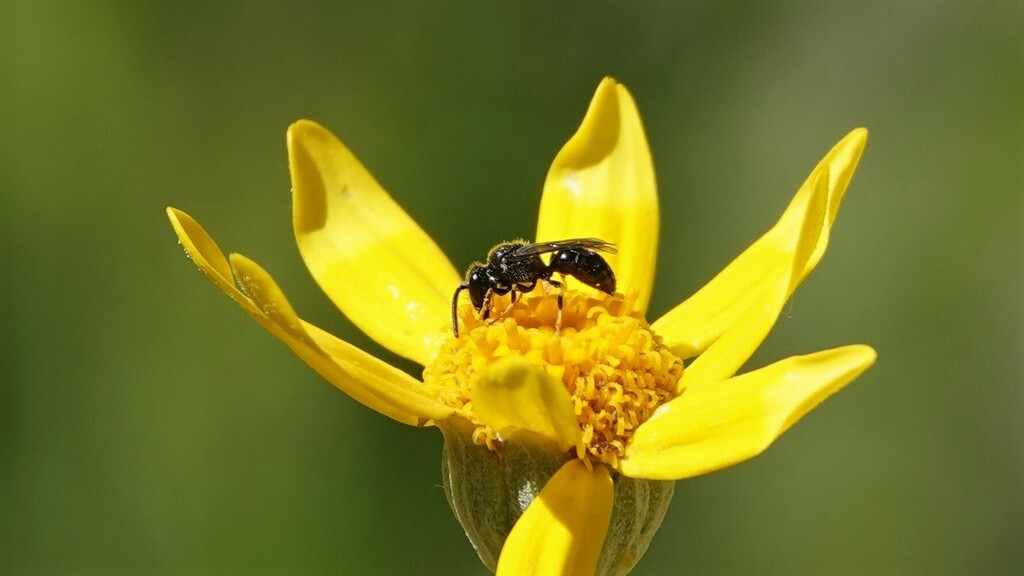 Masked Bees from NALT Pollinator Day Nanaimo, BC, Canada on June 11, 2023 at 03:05 PM by lyndas ...