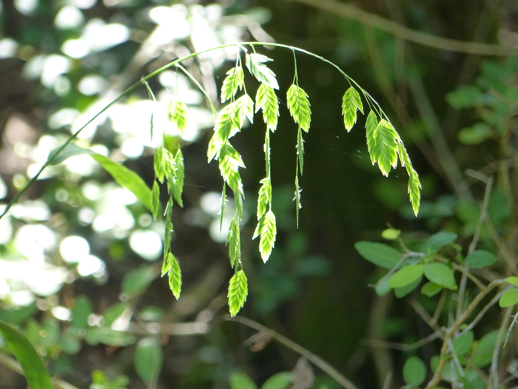 inland wood oats from Bastrop County, TX, USA on June 8, 2023 at 10:41 ...