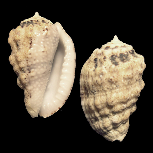 Atlantic Morum (Morum oniscus) · iNaturalist United Kingdom