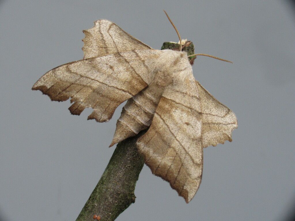 Walnut Sphinx from Bellbrook, Greene County, OH, USA on June 16, 2023 ...