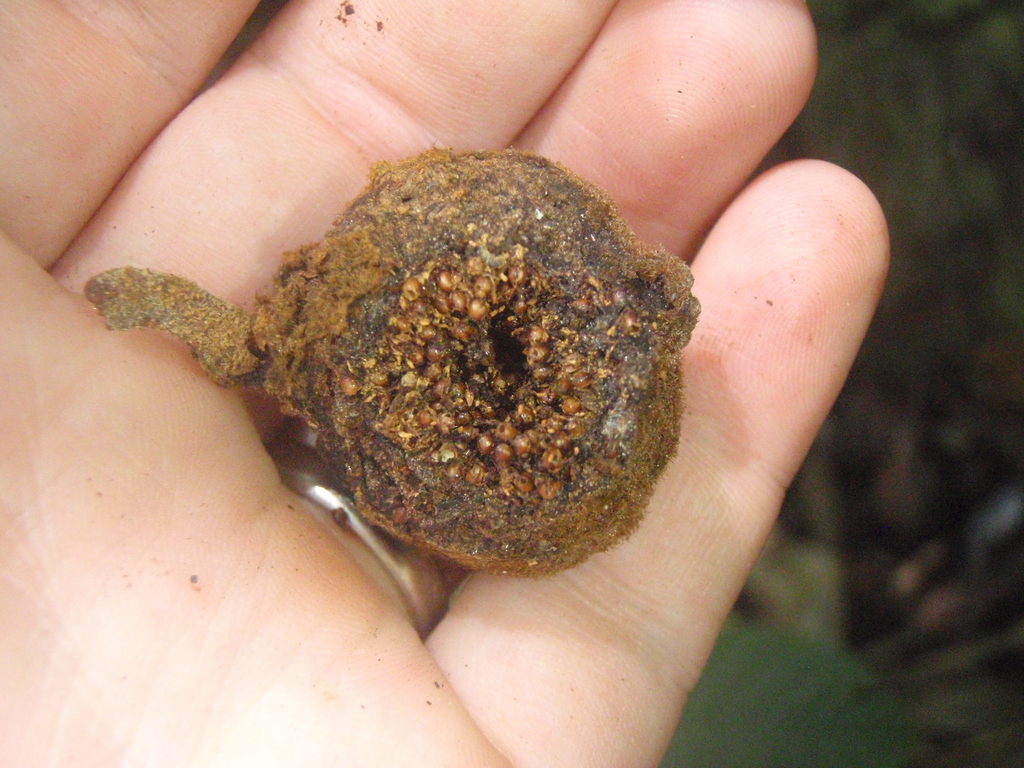 (Ficus mucuso) - Botanical Realm