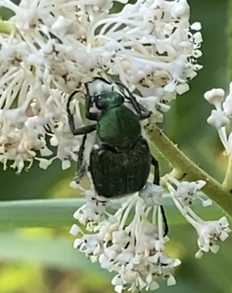 Emerald Flower Scarab from The University of North Carolina at Chapel ...