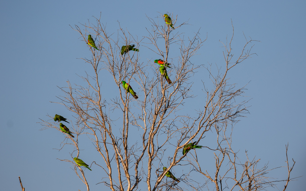 Red-winged Parrot from Darwin NT, Australia on June 5, 2023 at 05:28 PM ...