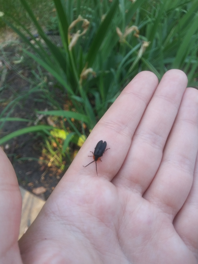 Black Firefly from King Field, Minneapolis, MN, USA on June 13, 2023 at ...