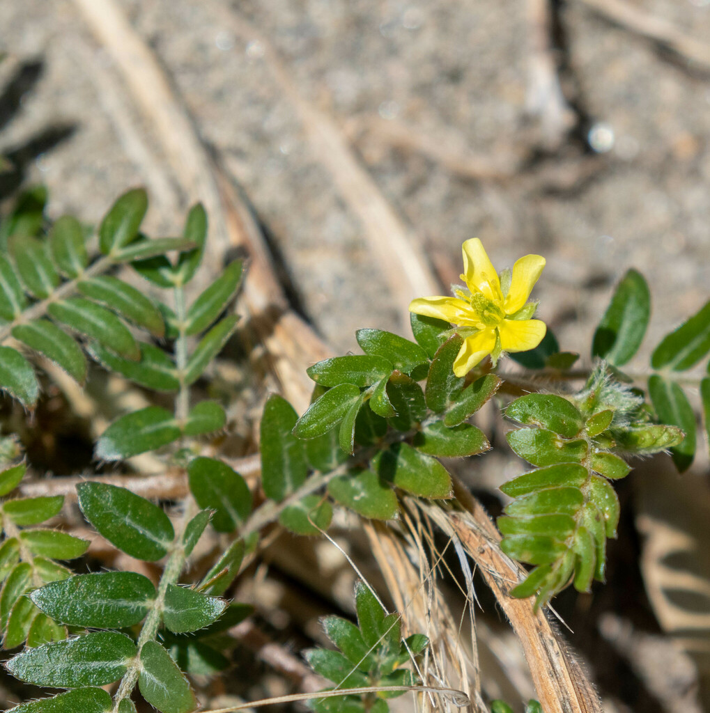puncture vine from Contra Costa County, CA, USA on May 10, 2023 at 11: ...