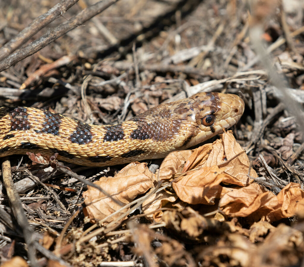 Pacific Gopher Snake from Contra Costa County, CA, USA on May 10, 2023 ...