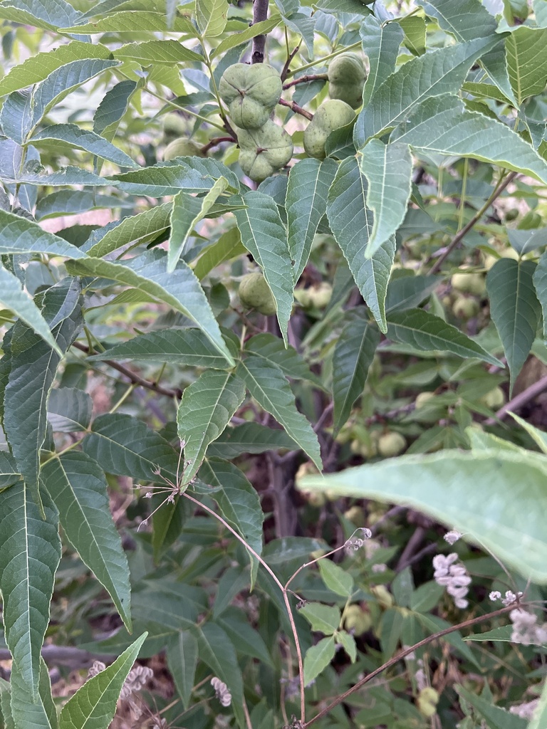 Mexican buckeyes from Branch Hollow Park, Carrollton, TX, US on June 16 ...