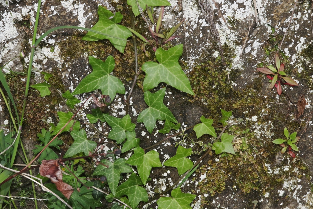 common ivy from Hobart, Tasmania, Australia on October 26, 2018 at 11: ...